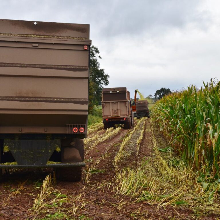 Biogas plants using maize silage – Biome